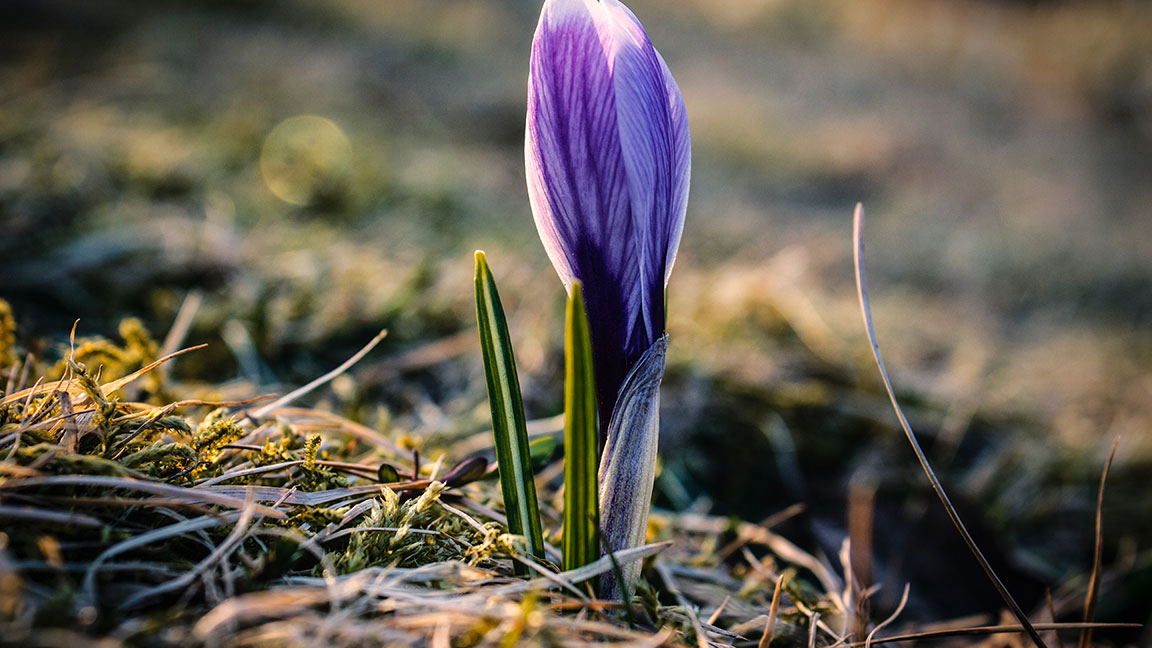 How does the crocus know it is time to rise? — John Paul Lederach