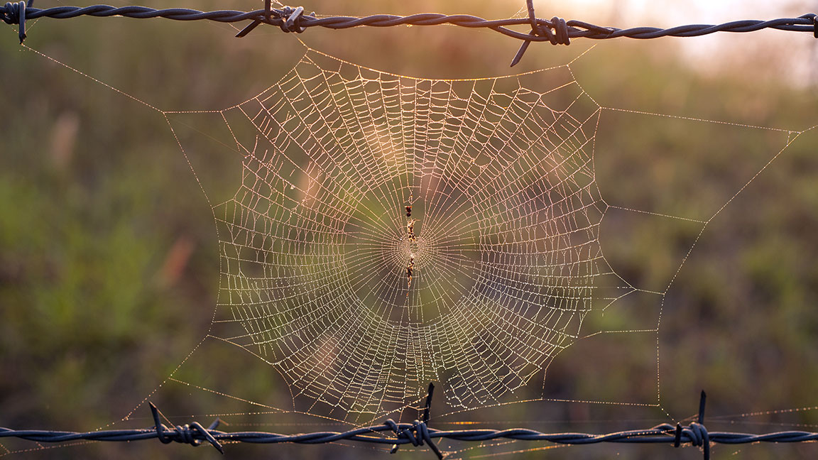 Teacher Spider and the Golden Thread — John Paul Lederach
