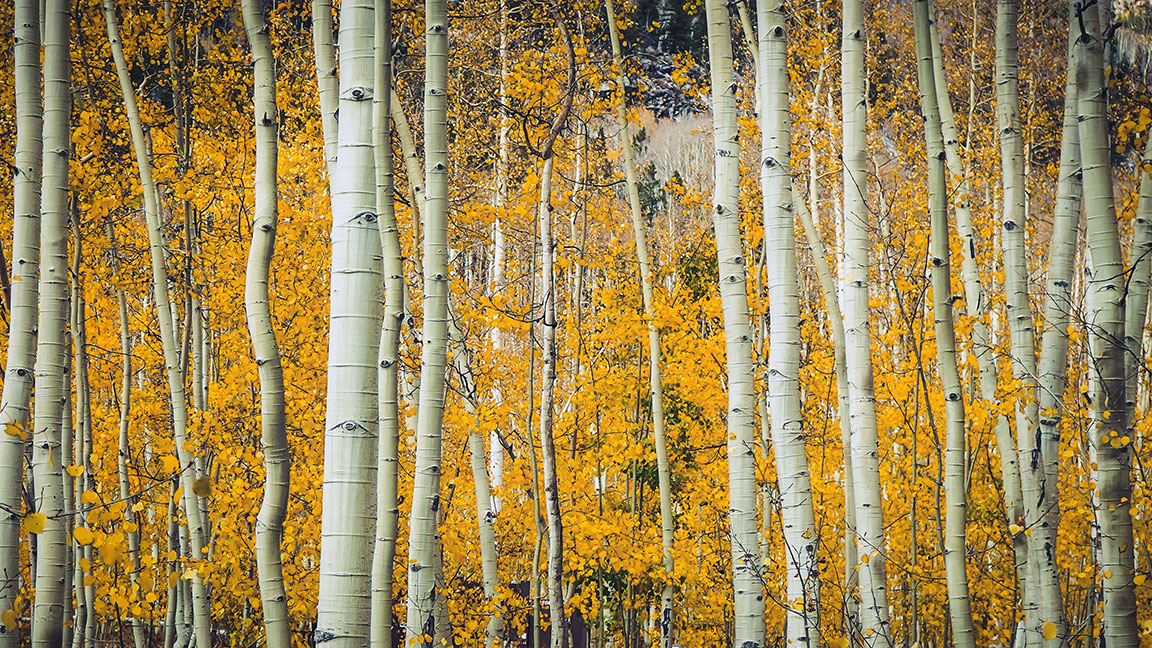 The Below and the Beyond in Peacebuilding: Aspen Art — John Paul Lederach
