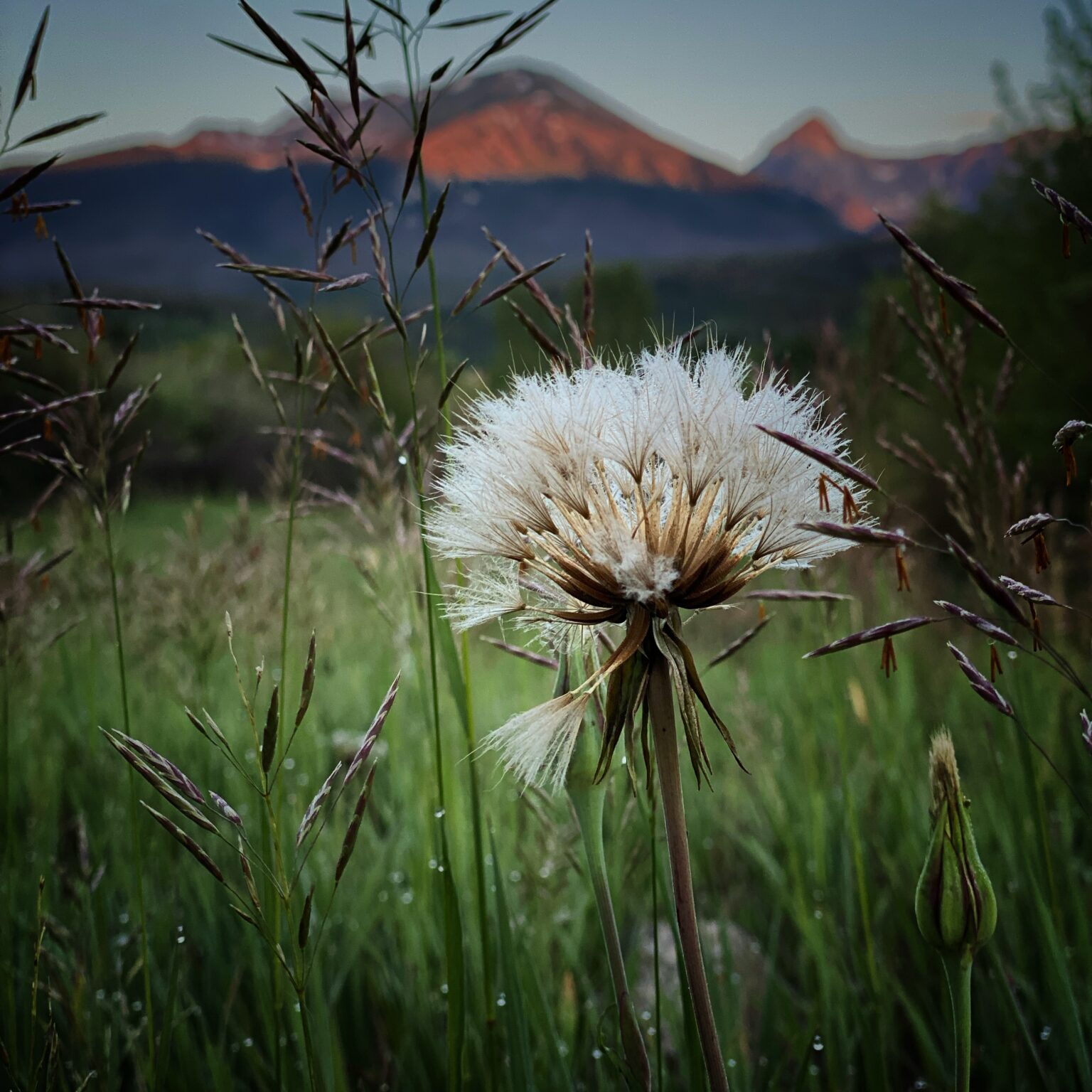 Ode To A Dream — John Paul Lederach